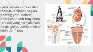 Anatomi dan fisiologi sistem perkemihan qpdf.pdf