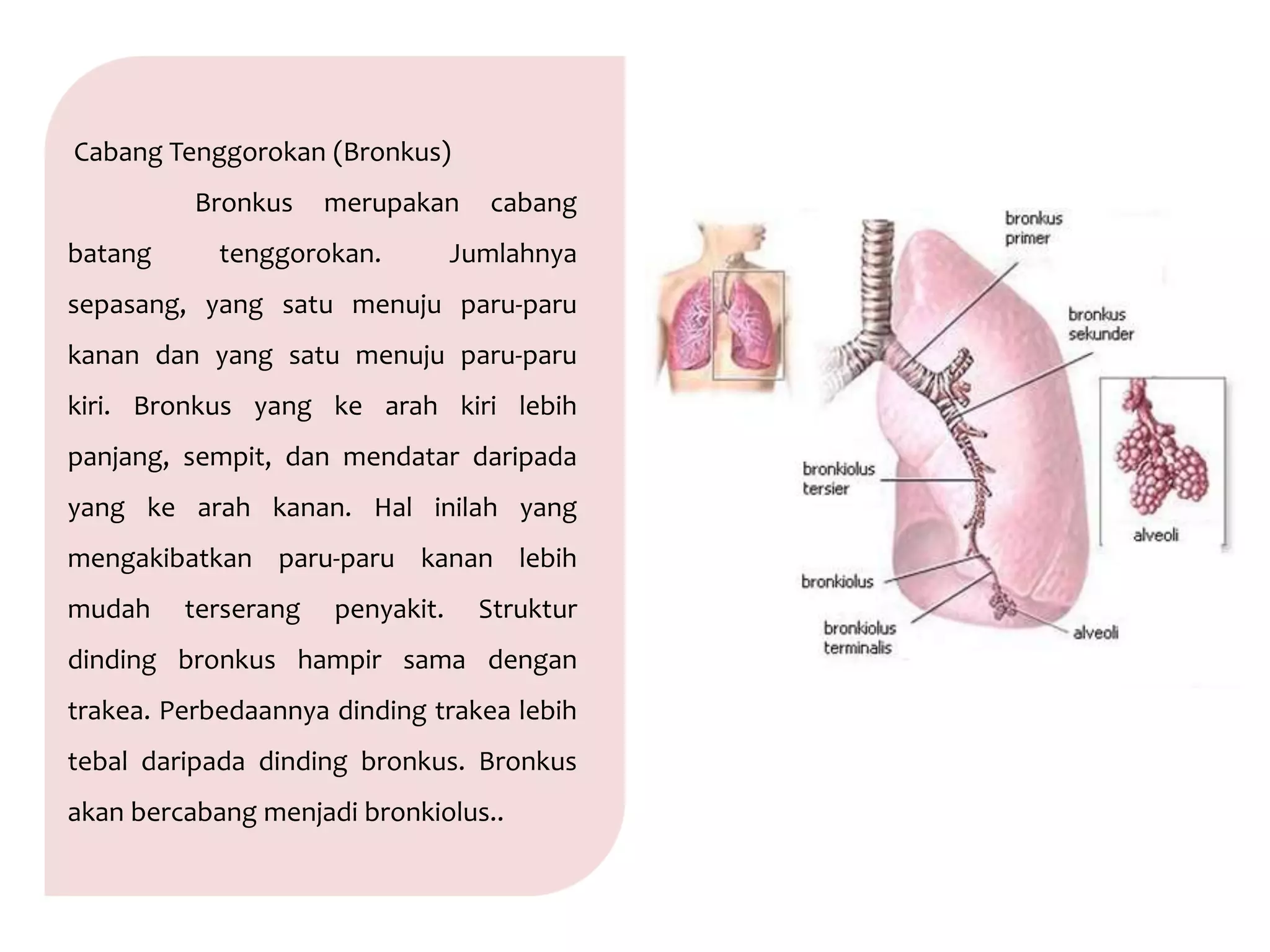Anatomi dan fisiologi sistem pernapasan MANUSIA | PPTX