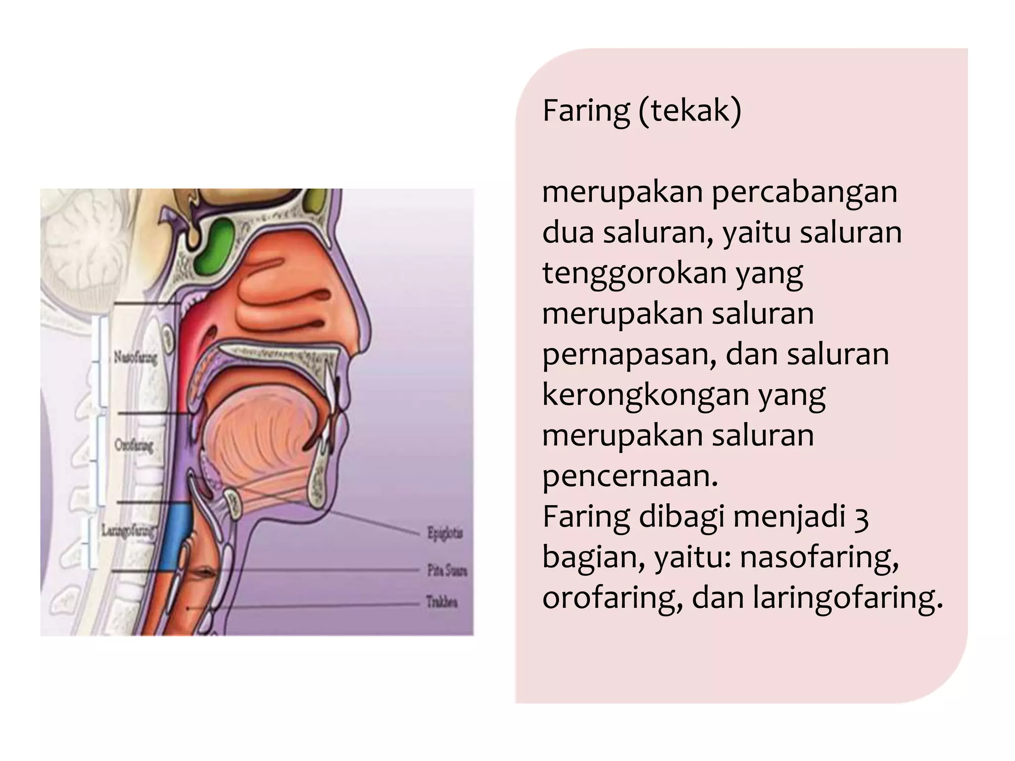 Anatomi dan fisiologi sistem pernapasan MANUSIA | PPTX