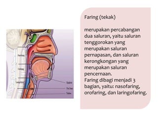 Anatomi dan fisiologi sistem pernapasan MANUSIA | PPTX