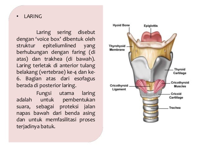 Anatomi dan fisiologi sistem pernapasan MANUSIA
