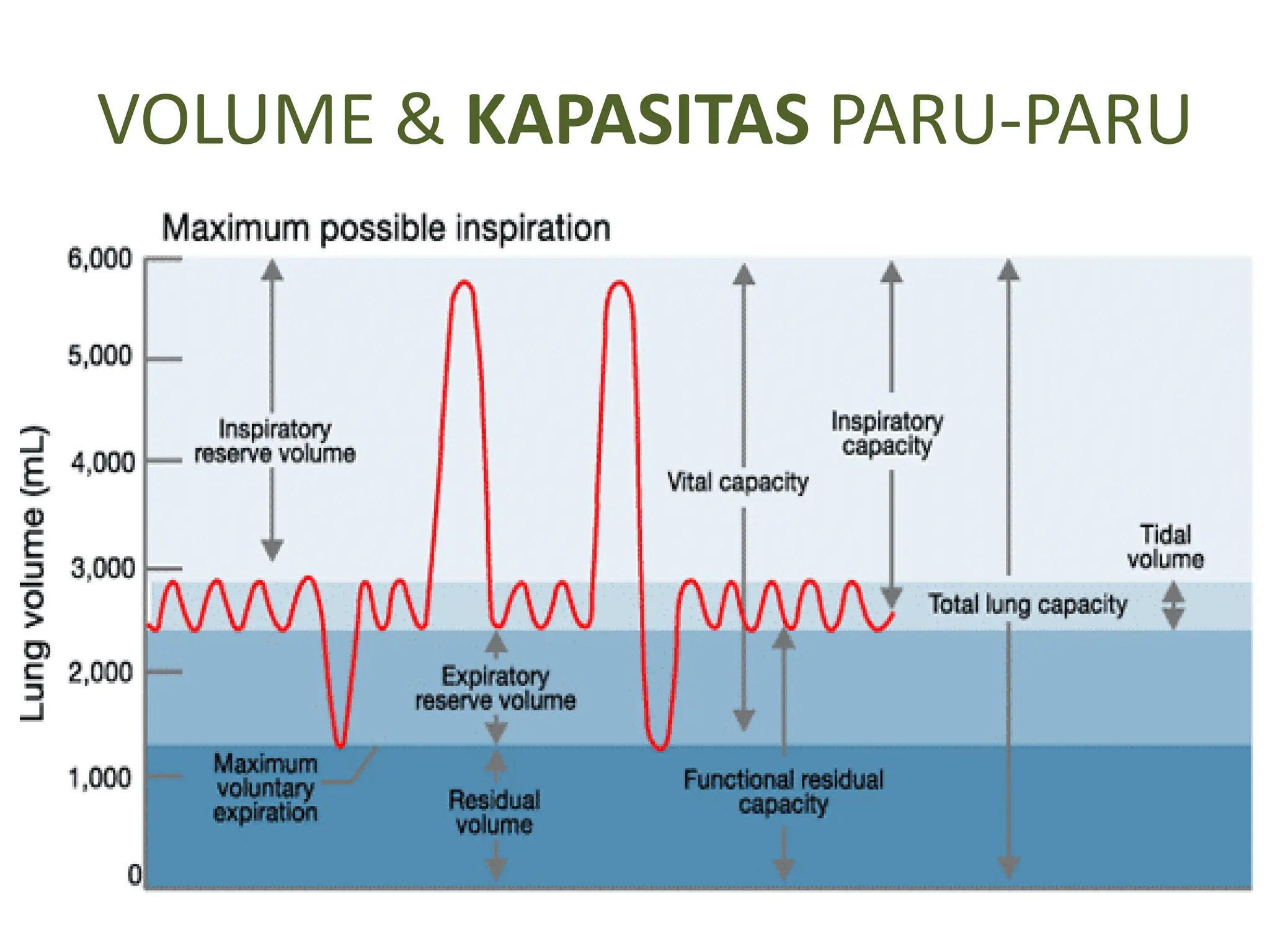 Anatomi dan Fisiologi Sistem Pernapasan.pdf