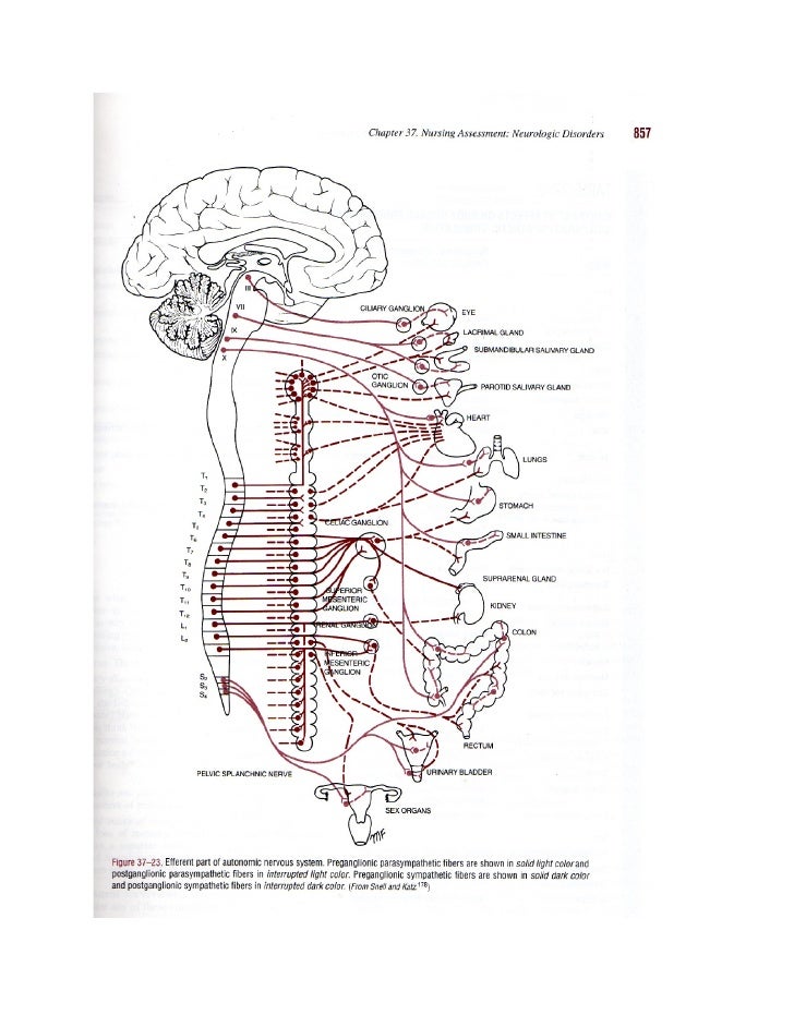 Anatomi Sistem Persarafan - Perumperindo.co.id