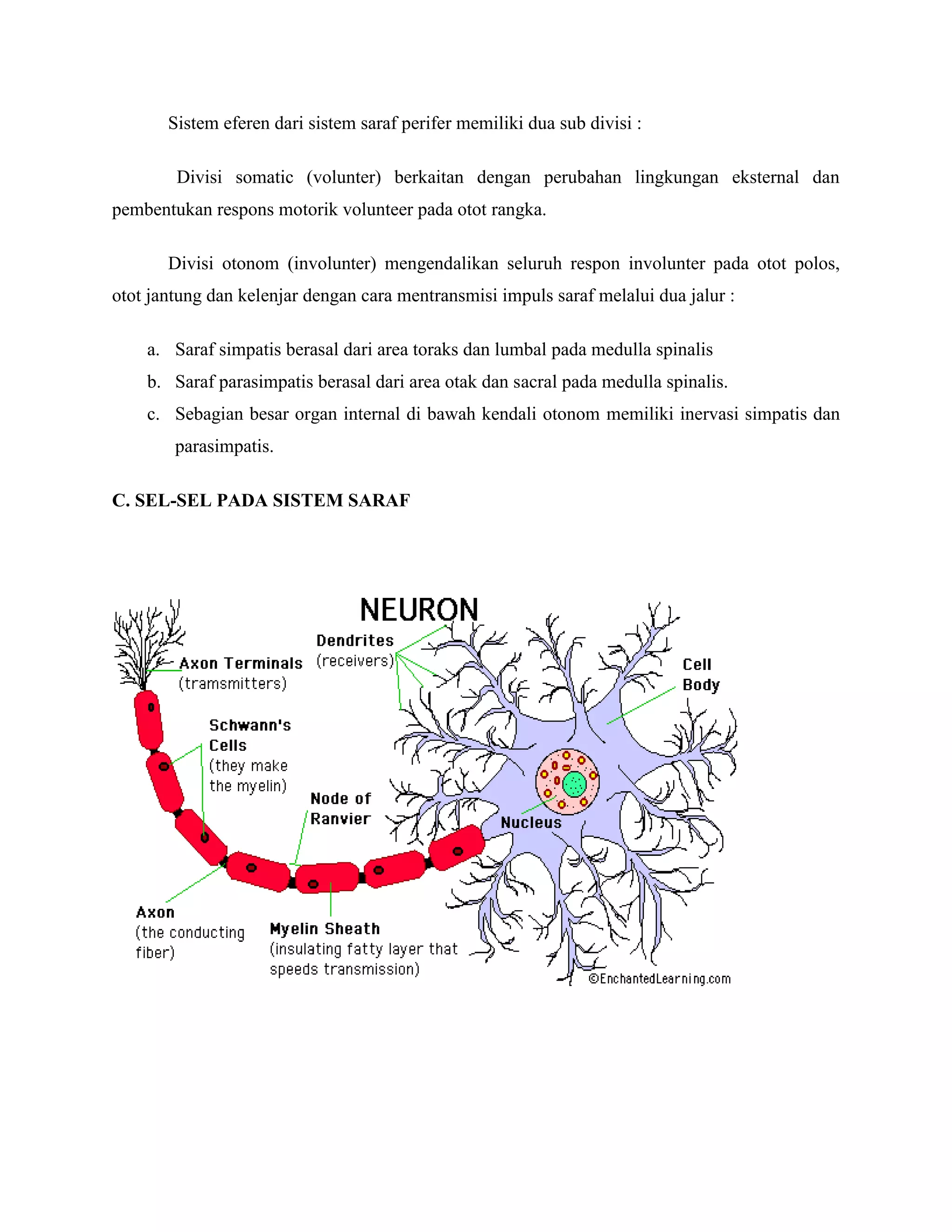 Anatomi dan fisiologi sistem persyarafan | DOCX