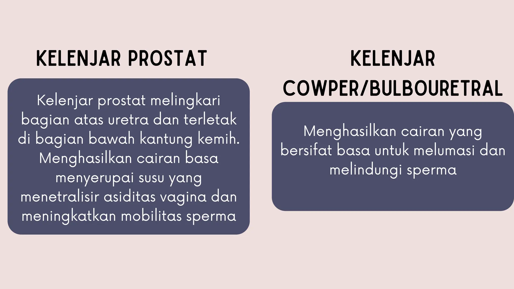 Anatomi dan Fisiologi sistem reproduksi laki-laki.pdf.pdf