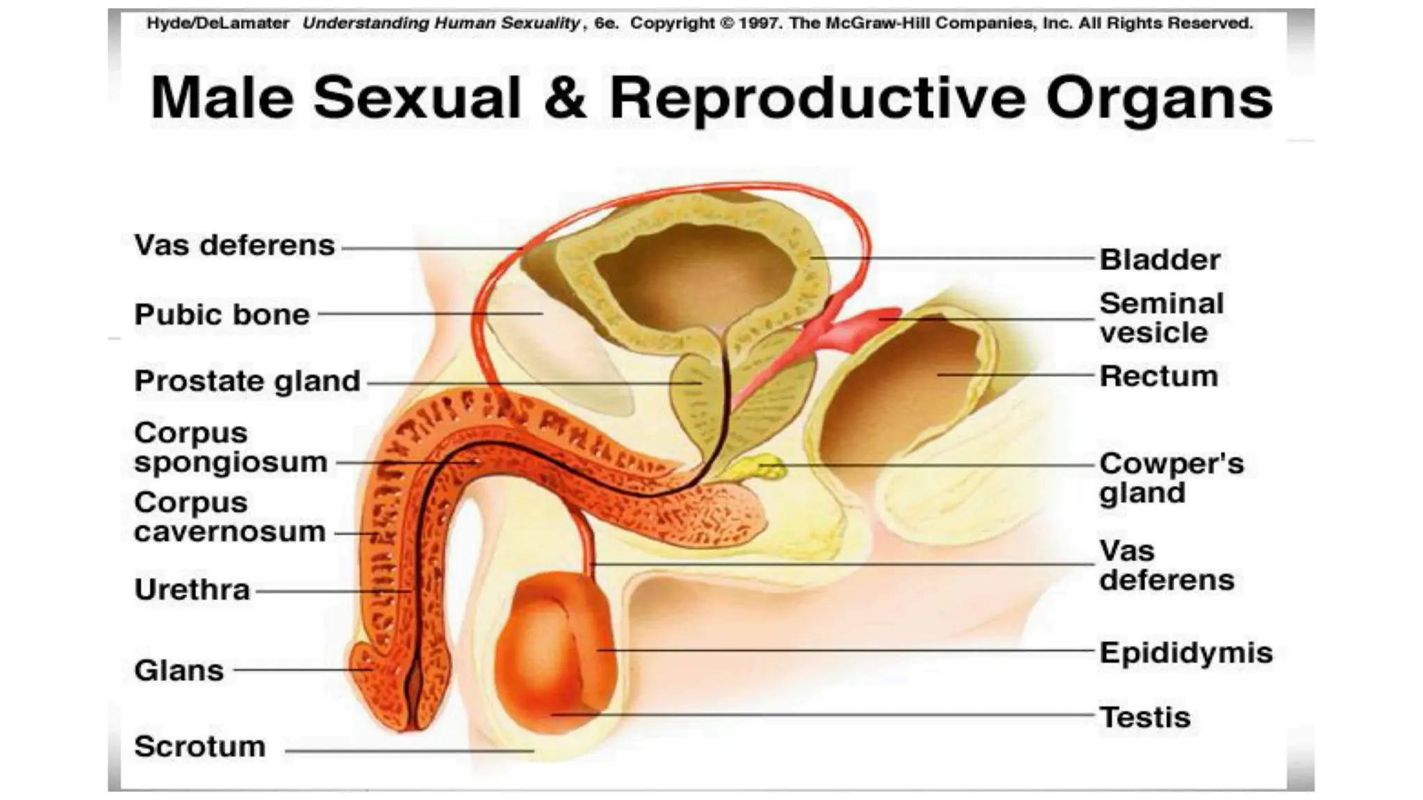Anatomi dan Fisiologi sistem reproduksi laki-laki.pdf.pdf