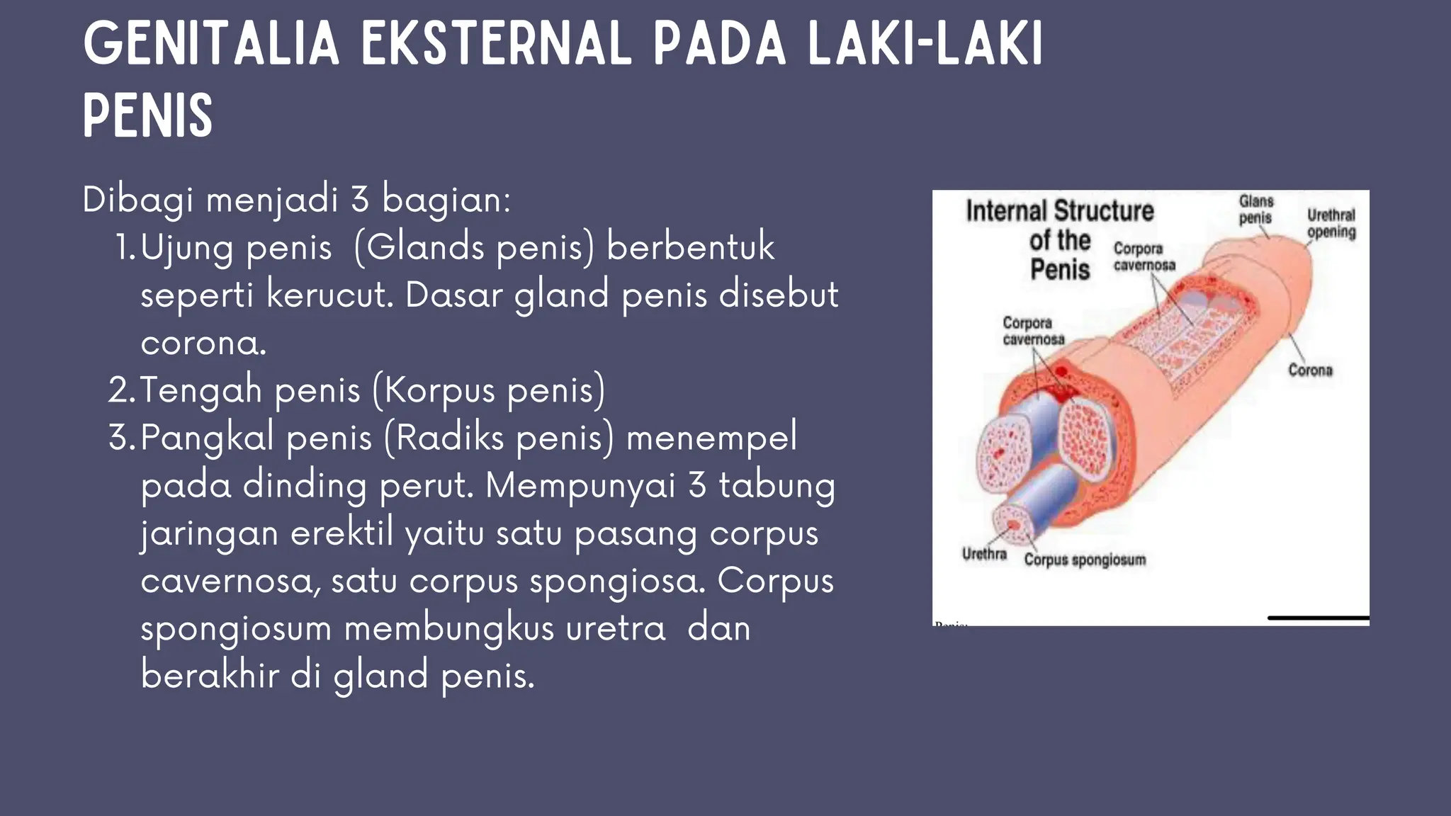 Anatomi dan Fisiologi sistem reproduksi laki-laki.pdf.pdf