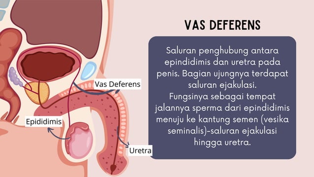 Anatomi dan Fisiologi sistem reproduksi laki-laki.pdf.pdf