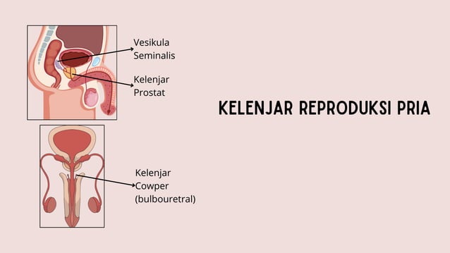 Anatomi dan Fisiologi sistem reproduksi laki-laki.pdf.pdf