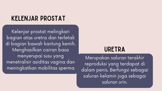 Anatomi dan Fisiologi sistem reproduksi laki-laki.pdf.pdf