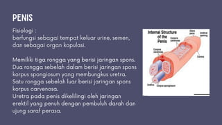Anatomi dan Fisiologi sistem reproduksi laki-laki.pdf.pdf