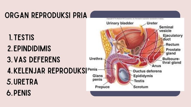 Anatomi dan Fisiologi sistem reproduksi laki-laki.pdf.pdf
