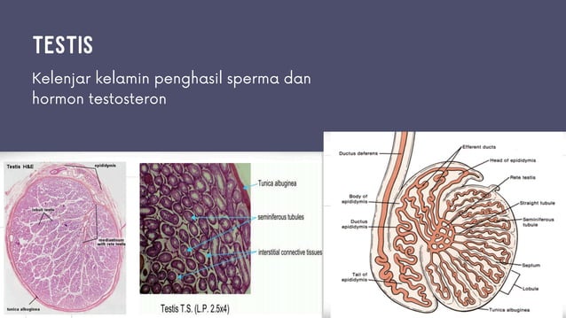 Anatomi dan Fisiologi sistem reproduksi laki-laki.pdf.pdf