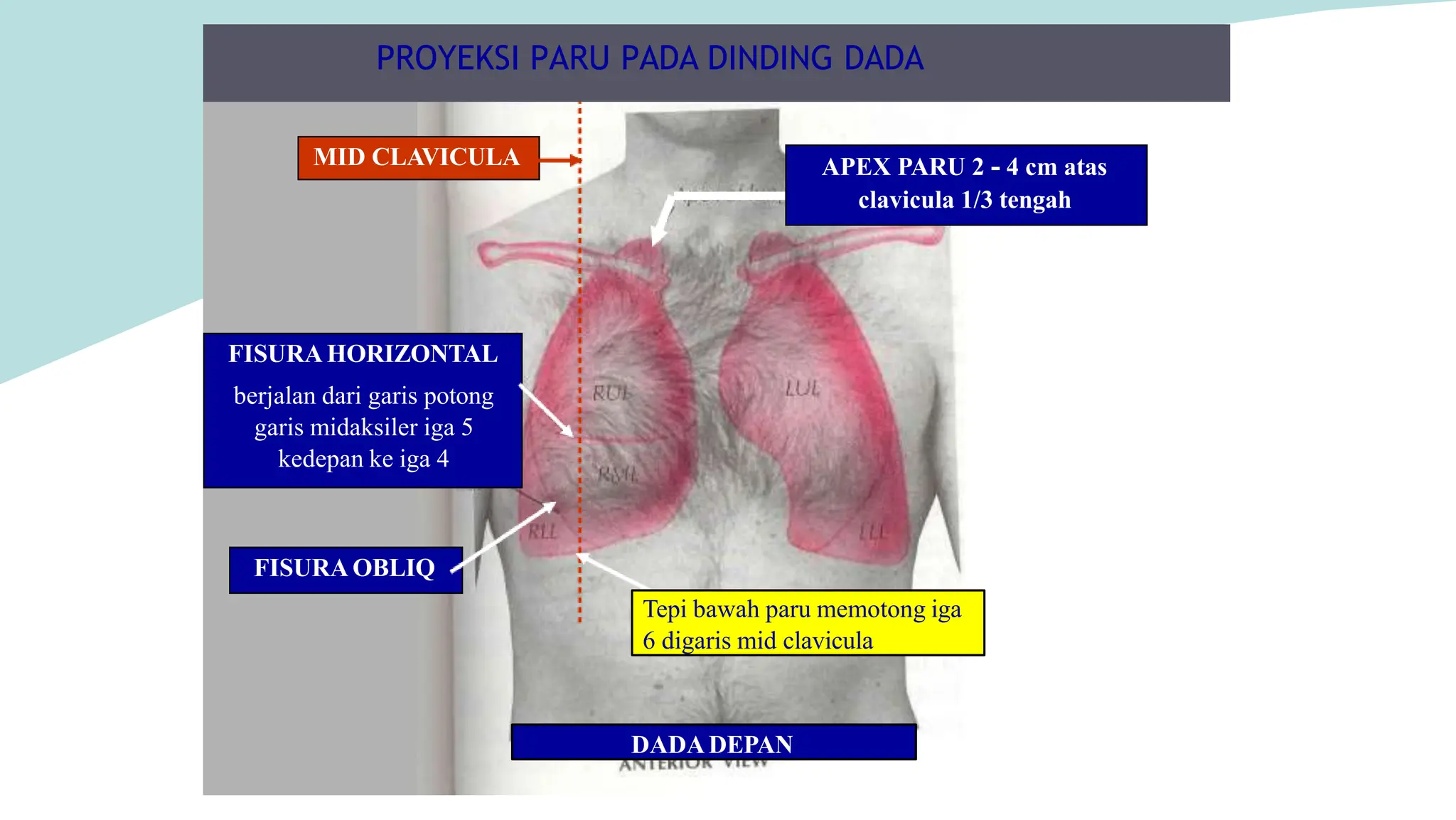 Anatomi dan fisiologi sistem respirasi.pptx