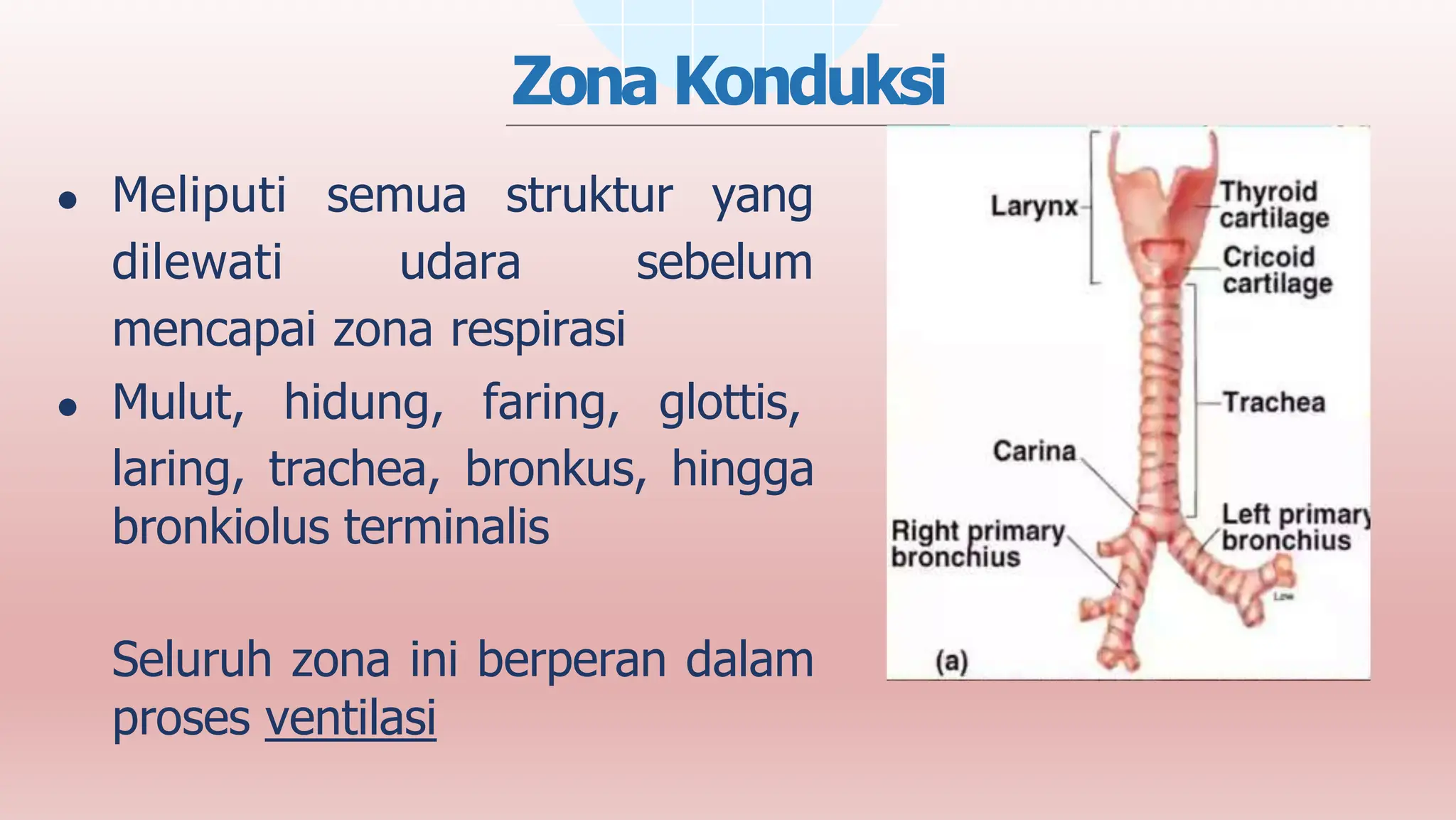 Anatomi dan fisiologi sistem respirasi.pptx