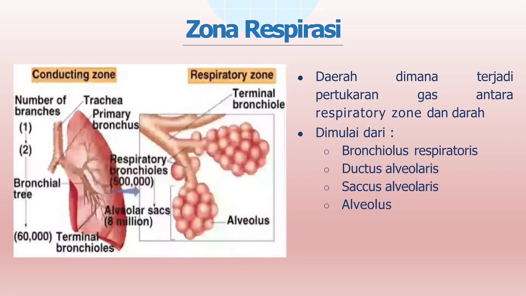 Anatomi dan fisiologi sistem respirasi.pptx