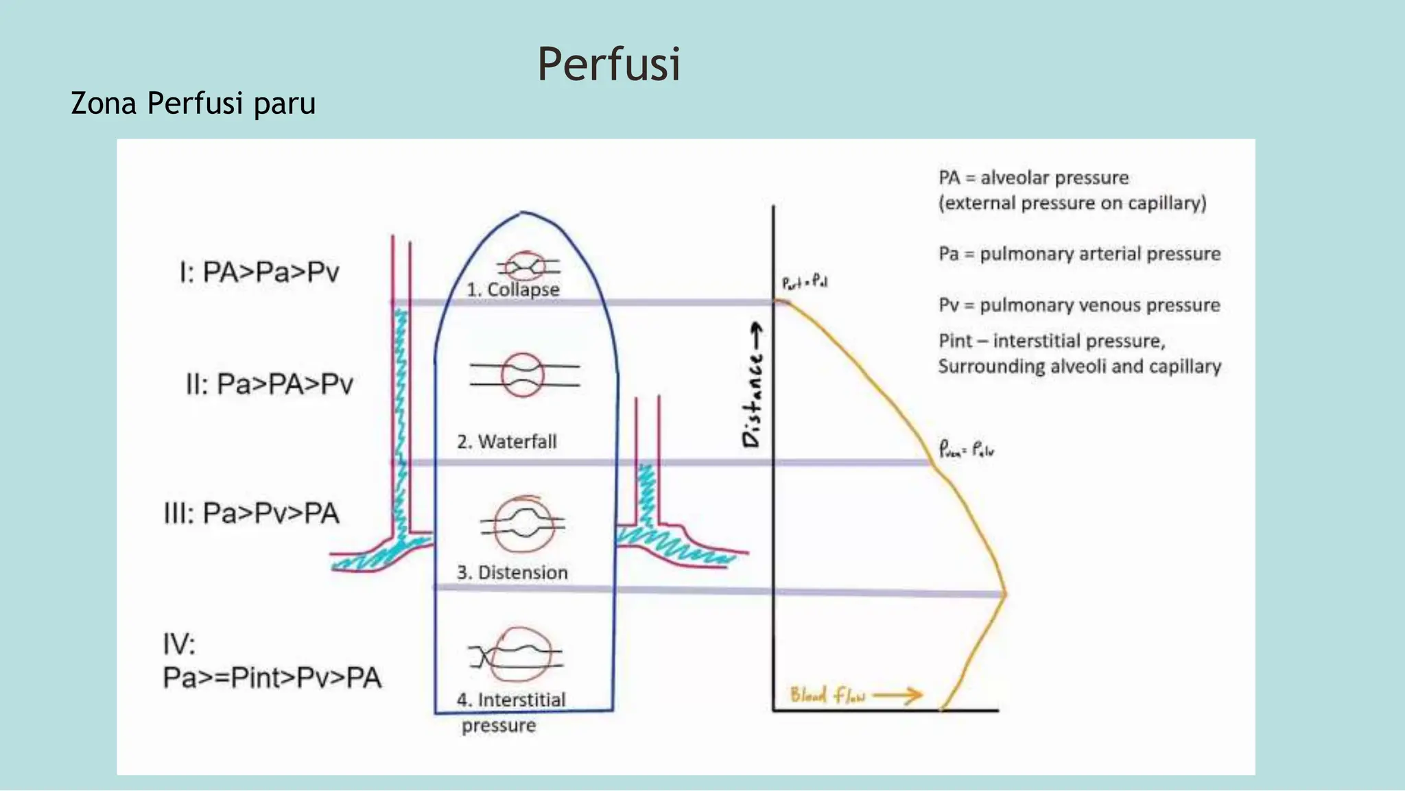 Anatomi dan fisiologi sistem respirasi.pptx