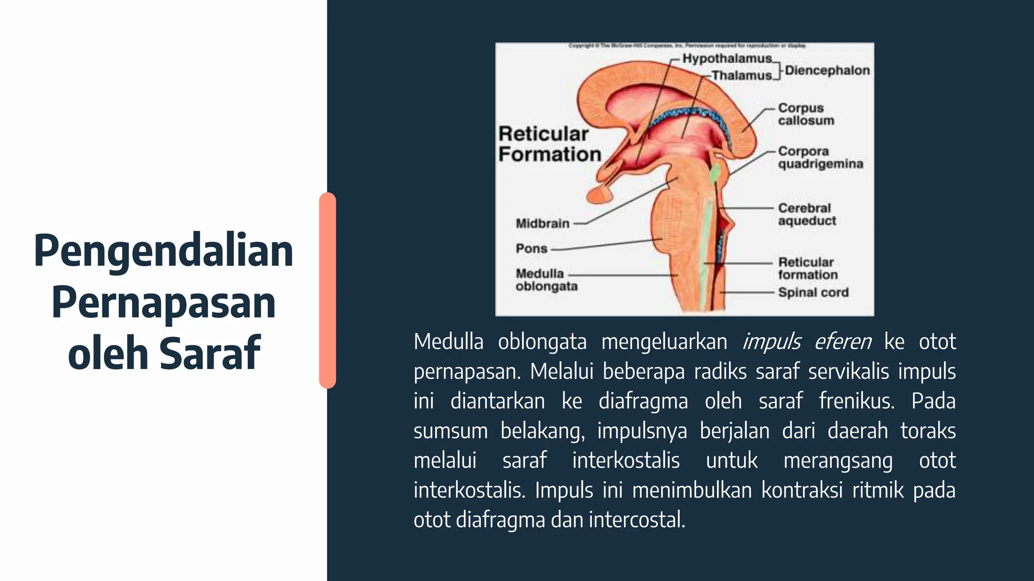 Anatomi dan Fisiologi Sistem Respirasi.pptx