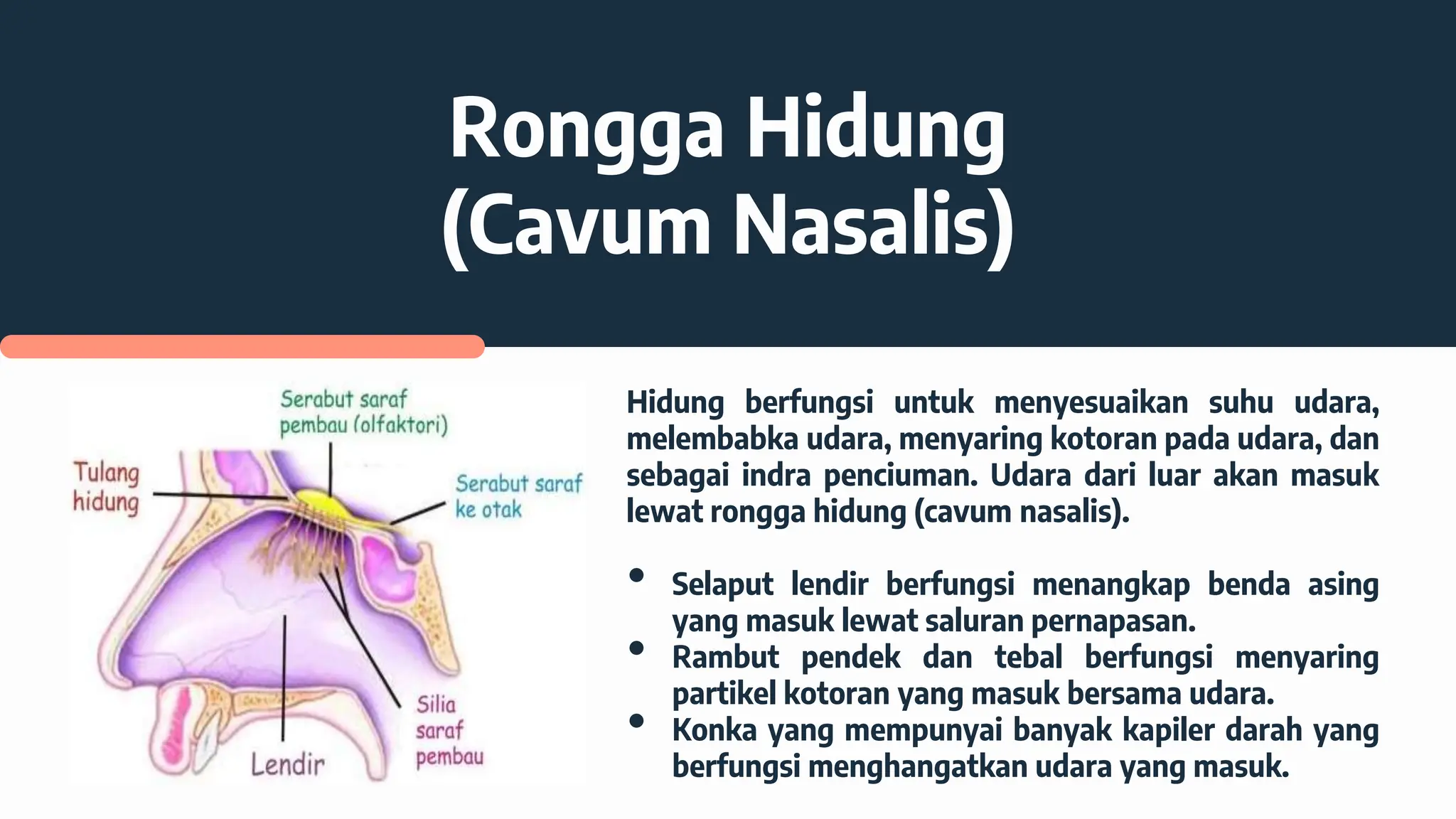 Anatomi dan Fisiologi Sistem Respirasi.pptx