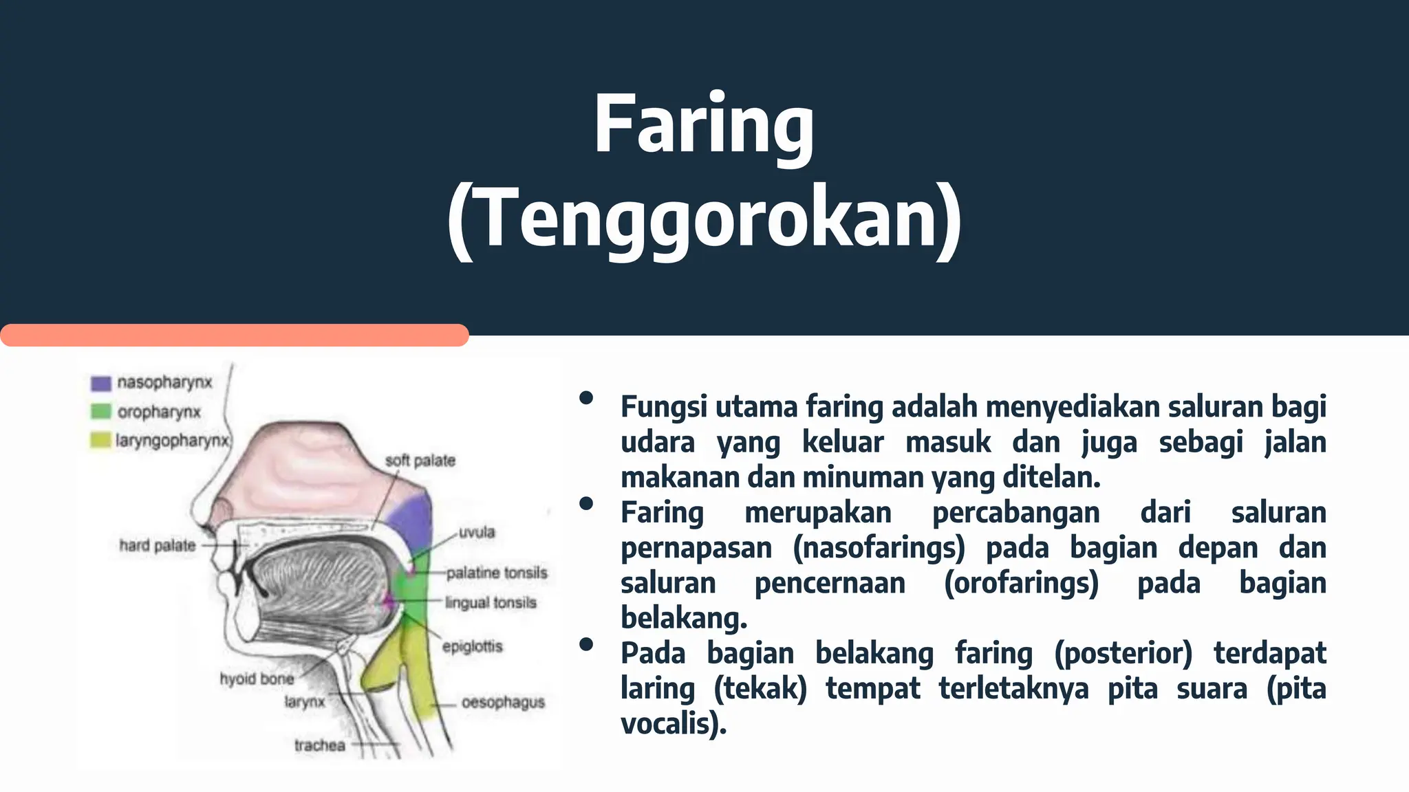 Anatomi dan Fisiologi Sistem Respirasi.pptx