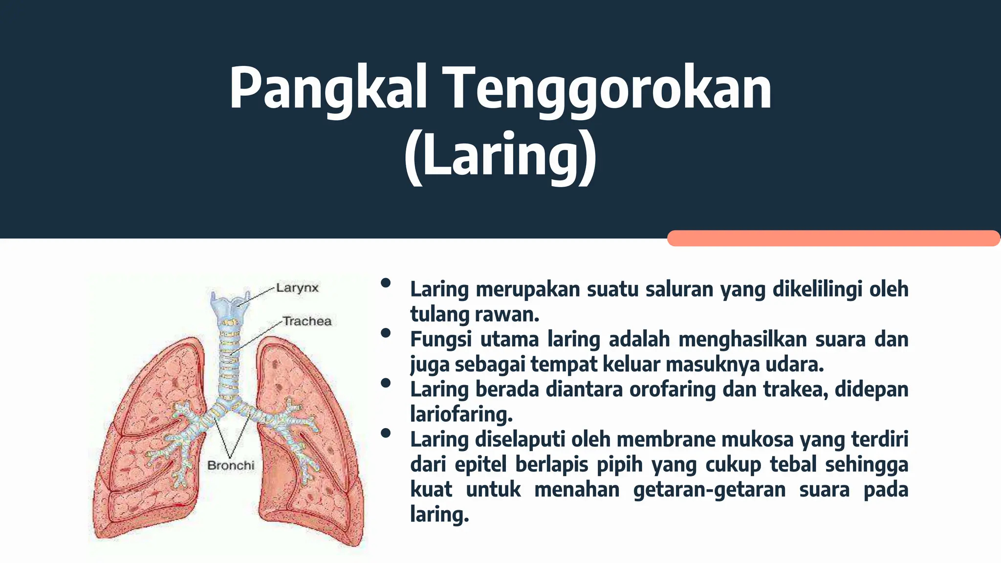 Anatomi dan Fisiologi Sistem Respirasi.pptx