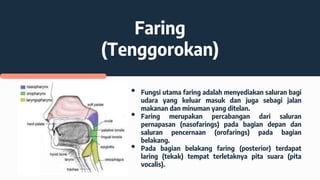 Anatomi dan Fisiologi Sistem Respirasi.pptx