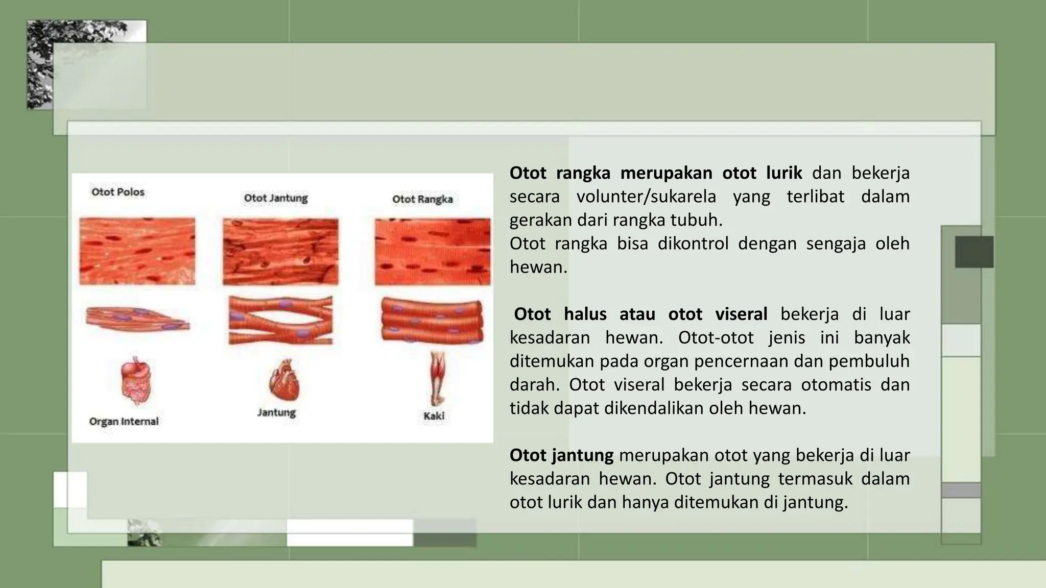 Anatomi dan Fisiologi Ternak Sistem Gerak.pptx