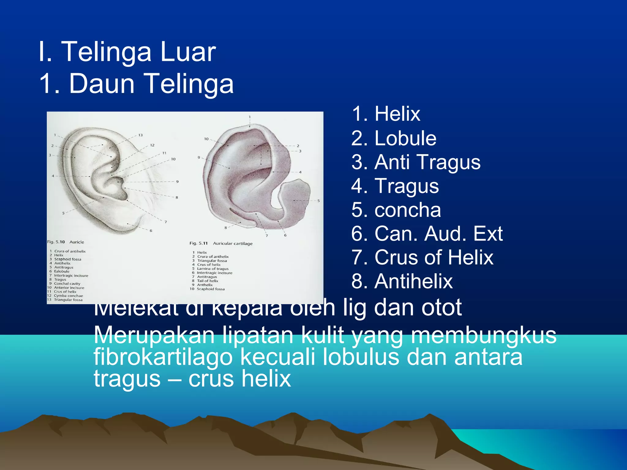 Anatomi dan fisiologi tht kl | PPT