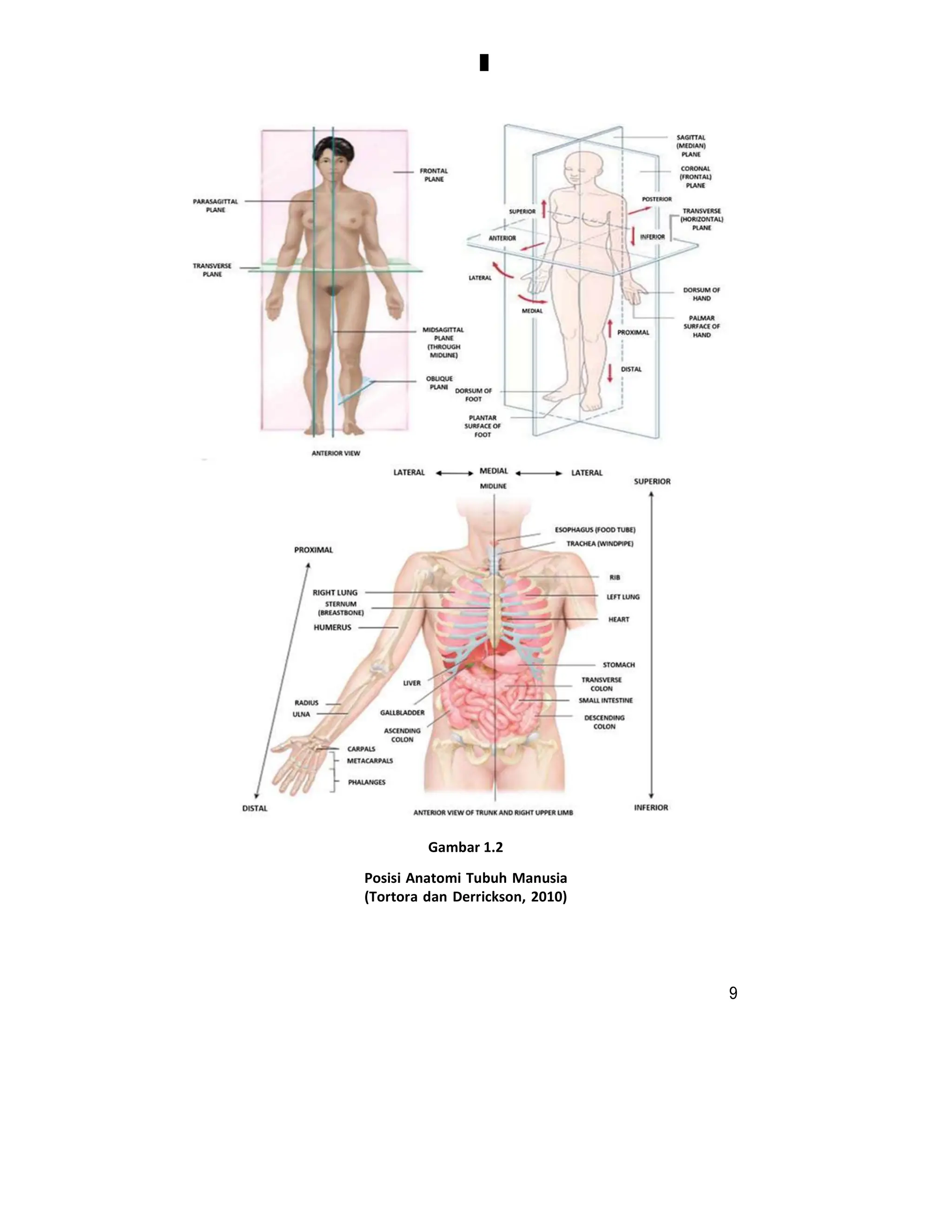 buku ajar Anatomi dan Fisiologi Tubuh Manusia | PDF