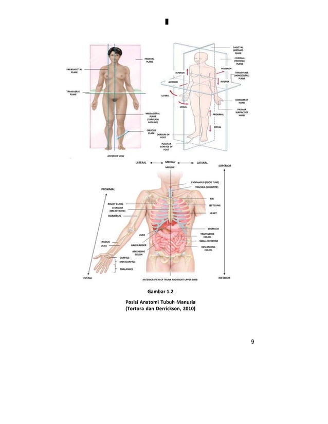 buku ajar Anatomi dan Fisiologi Tubuh Manusia | PDF