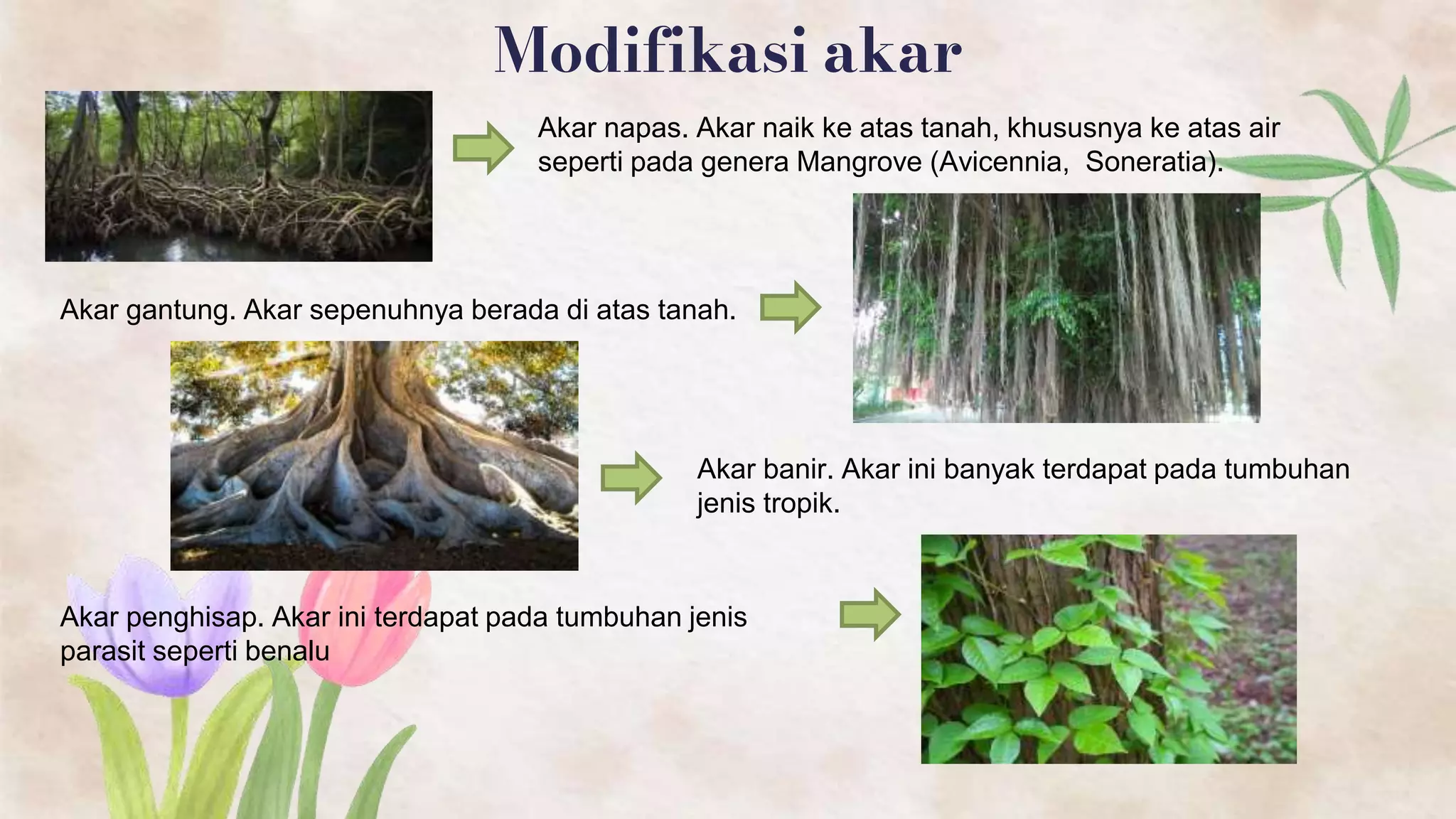 Anatomi dan Fisiologi Tumbuhan.pptx