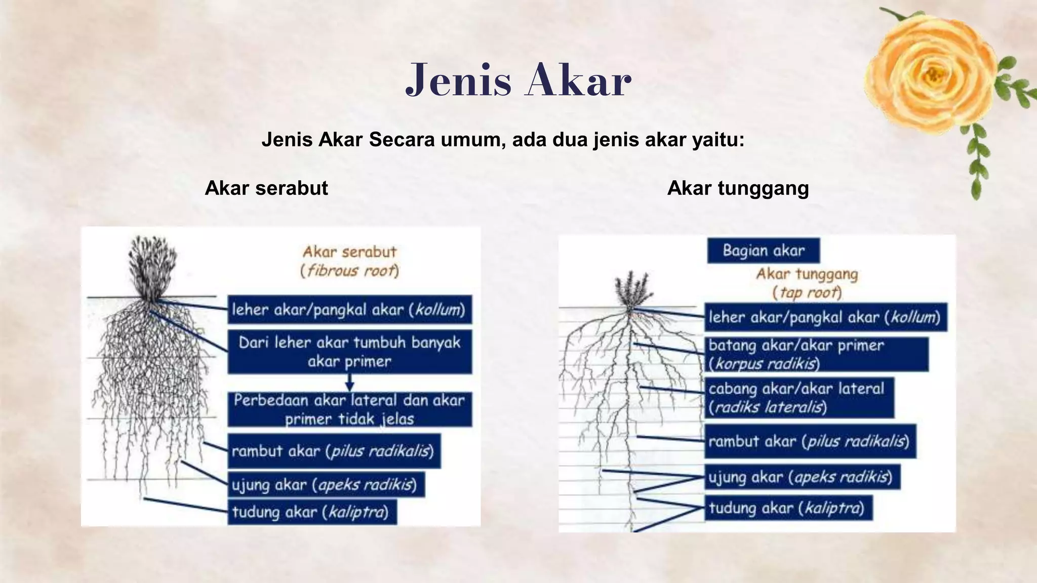 Anatomi dan Fisiologi Tumbuhan.pptx