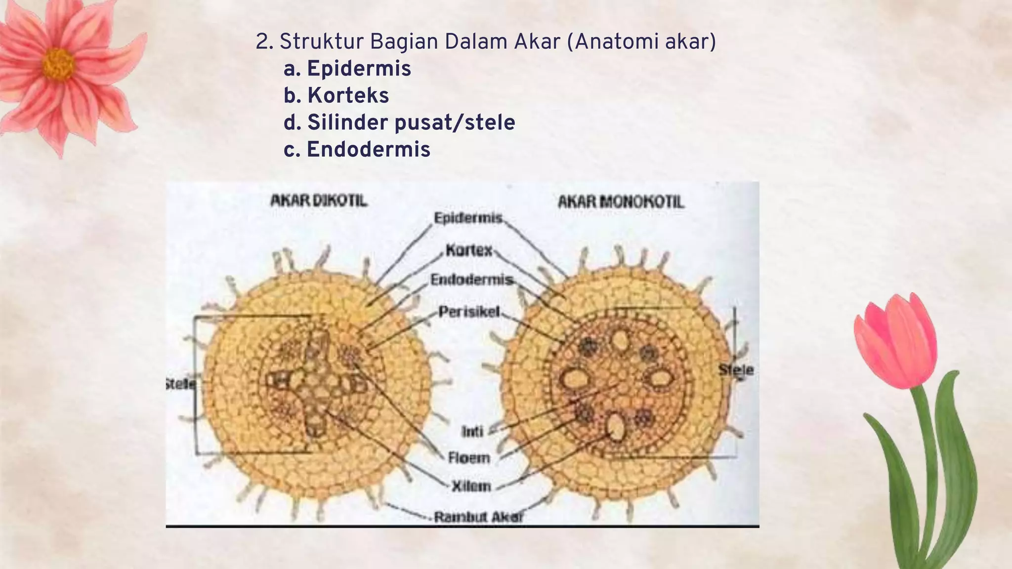 Anatomi dan Fisiologi Tumbuhan.pptx