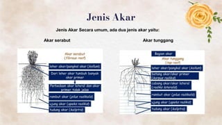 Anatomi dan Fisiologi Tumbuhan.pptx