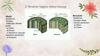 Anatomi dan Fisiologi Tumbuhan.pptx