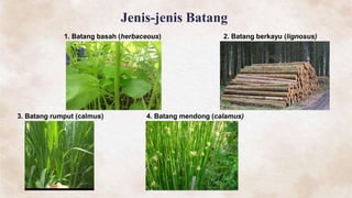 Anatomi dan Fisiologi Tumbuhan.pptx