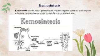 Anatomi dan Fisiologi Tumbuhan.pptx