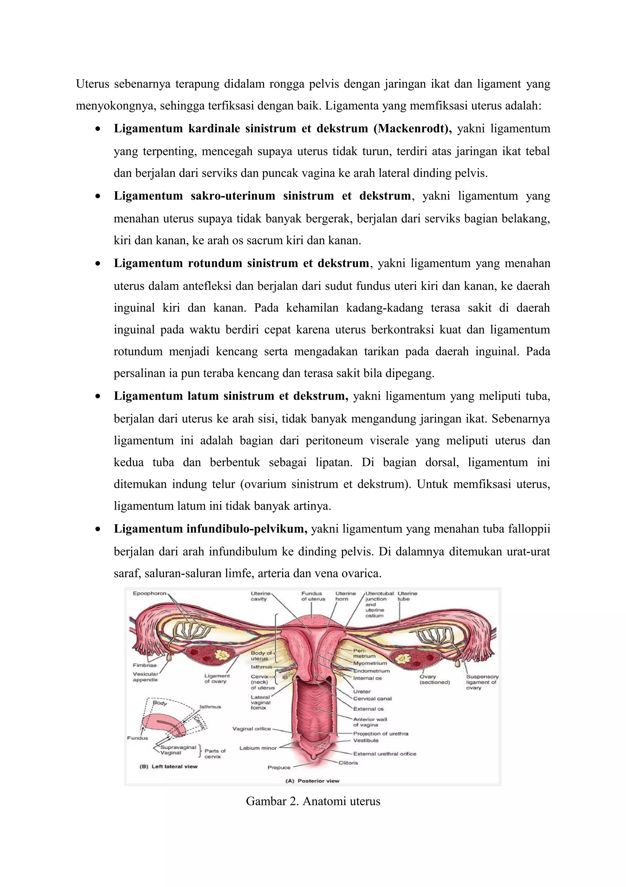 Anatomi dan fisiologi uteri | DOC