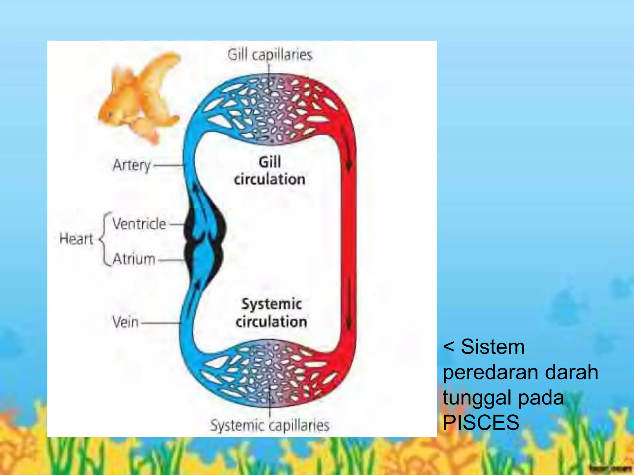 Anatomi dan Histologi Sistem Peredaran Darah Pisces | PPTX