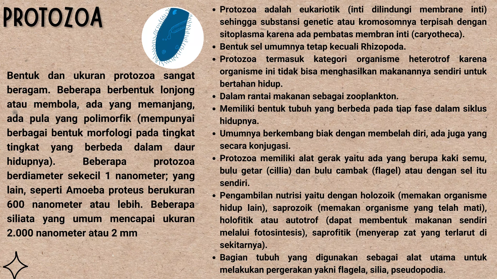 ANATOMI DAN MORFOLOGI HEWAN.pdf