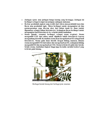 Anatomi dan morfologi tumbuhan | DOCX