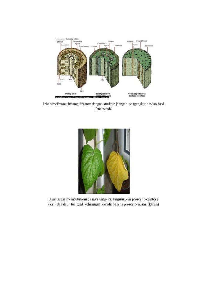 Anatomi dan morfologi tumbuhan | DOCX