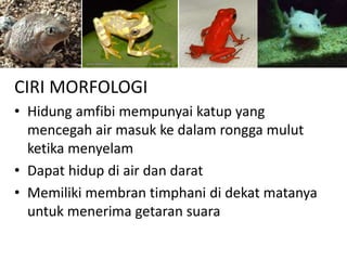 ANATOMI DAN MORFOLOGI VERTE.pptx