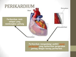 Anatomi dan pengurusan jantung | PPTX