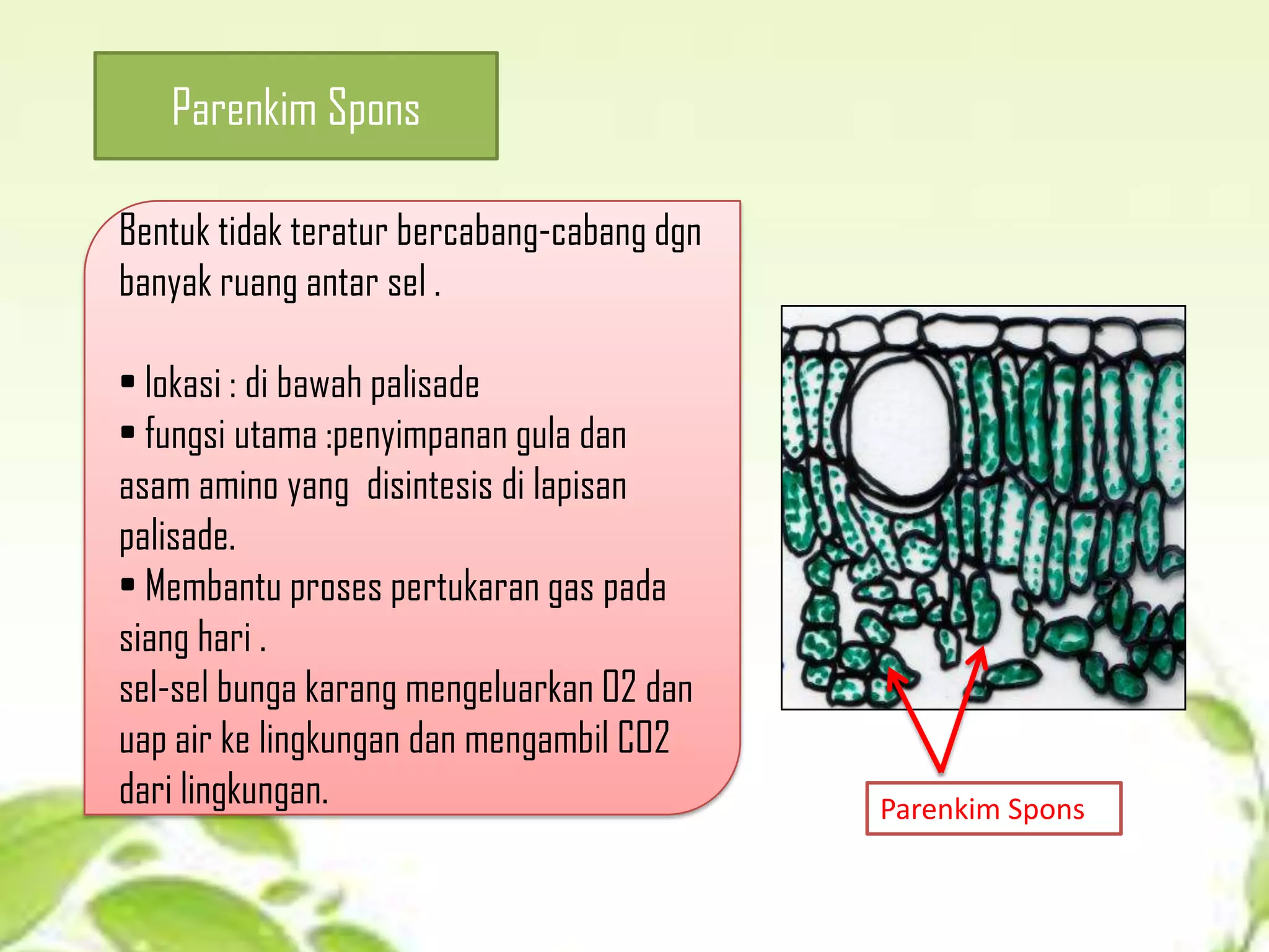 Anatomi daun | PPTX