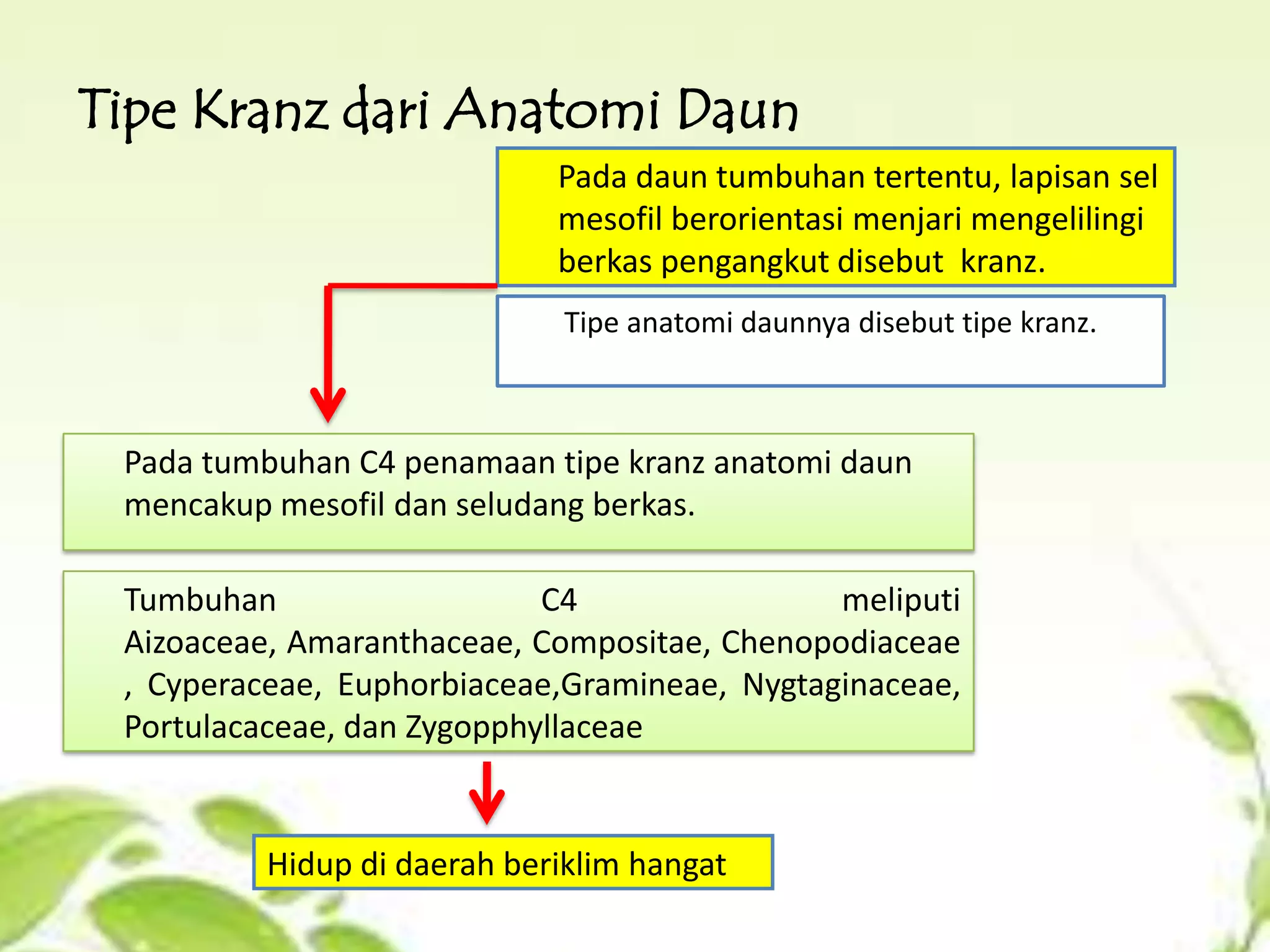Anatomi daun | PPTX
