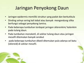Anatomi daun | PPTX