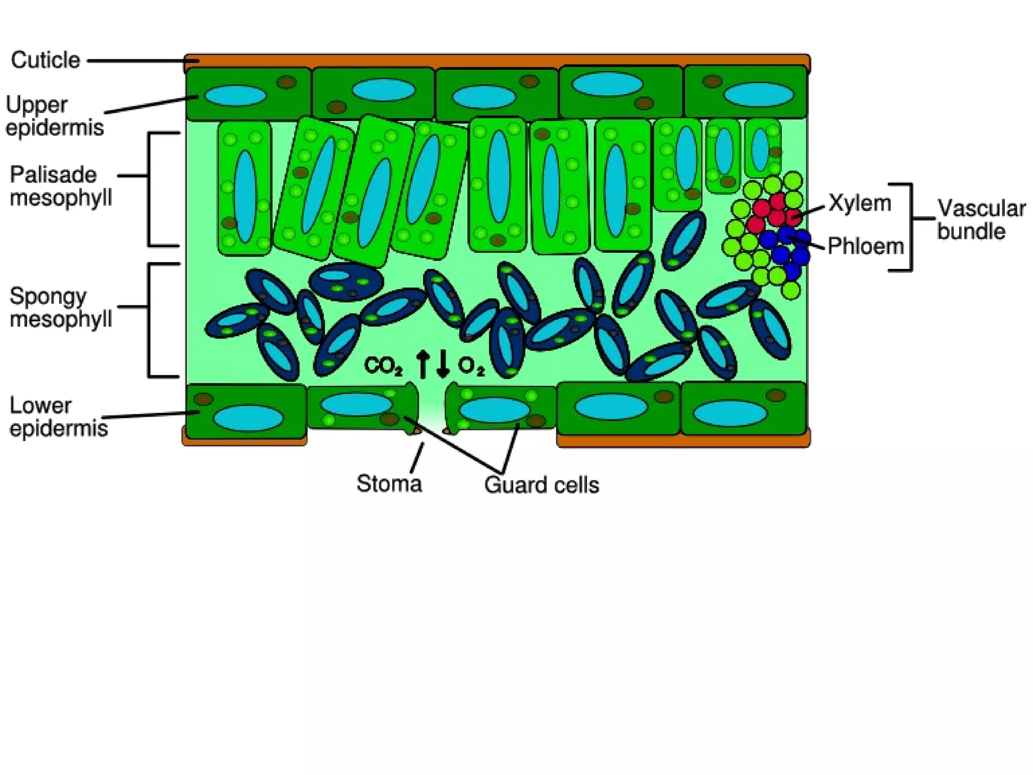 Anatomi daun | PPT
