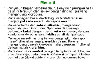 Anatomi daun | PPT