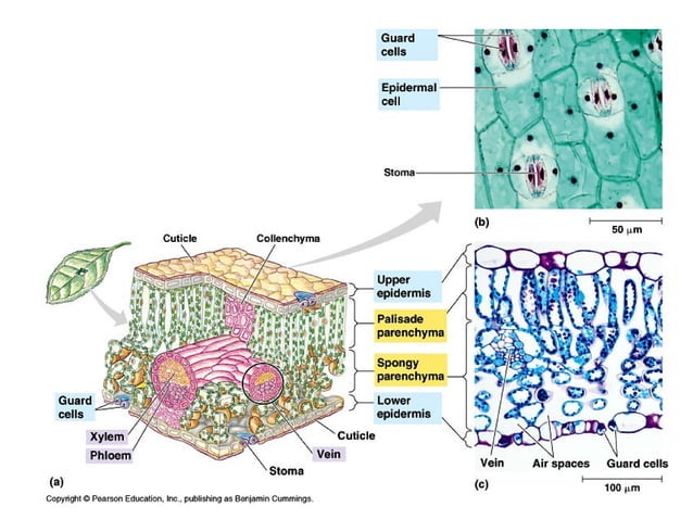 Anatomi daun | PPT